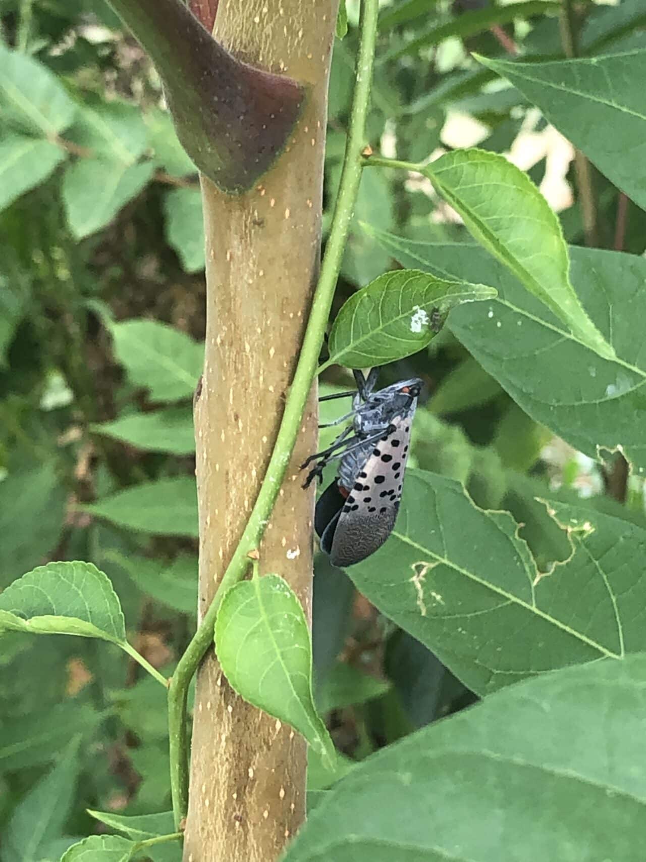 What is that black stuff on my Sugar Maple tree? - Big O Tree
